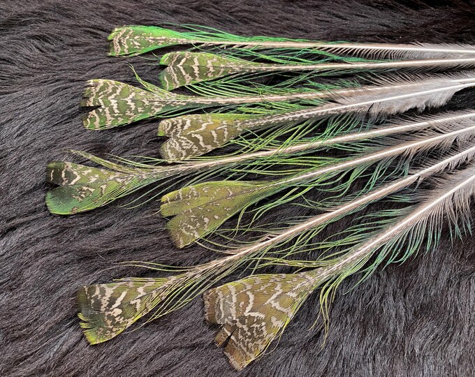 4 Feathers, 25-40 Cm, Green Ridged Peacock Feathers, From Species ...