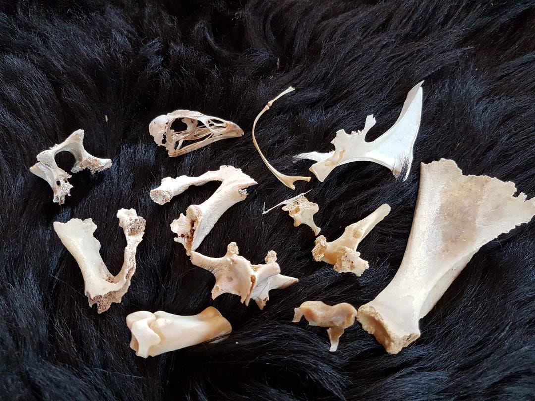 10 Bones, 4-9 Cm, Talismans, Ritual, Gothic, Viking, Vickinger, Wild ...
