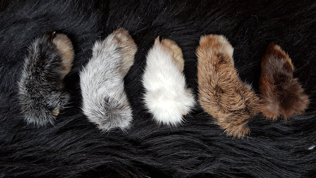 Rabbit front Paws of Domestic Rabbits, rabbit Feet, Lucky Charm ...
