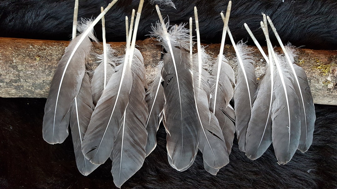 8 Feathers, 18-23 Cm, Goose Flight Feathers, Writing Quill, From ...