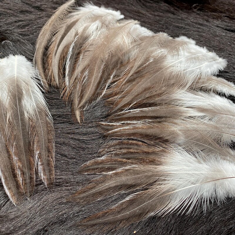 Rooster Feather - Etsy