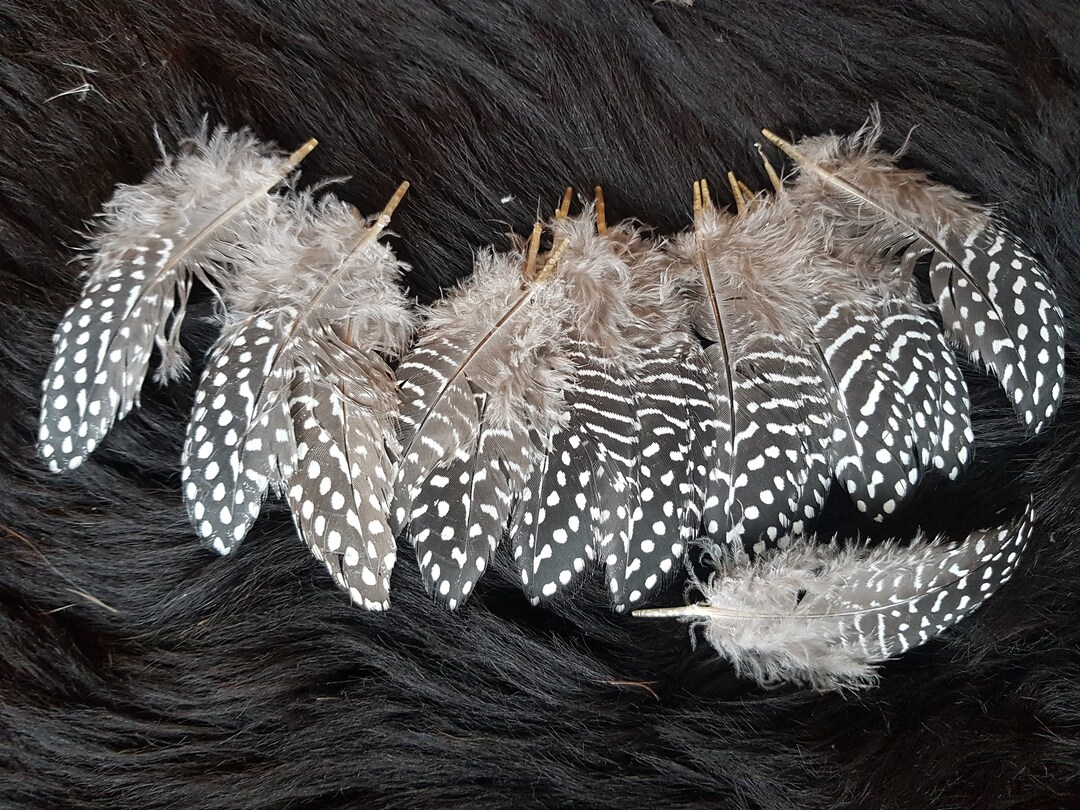 10 Feathers, 6-9 Cm, Guinea Fowl Feathers, Species-appropriate ...