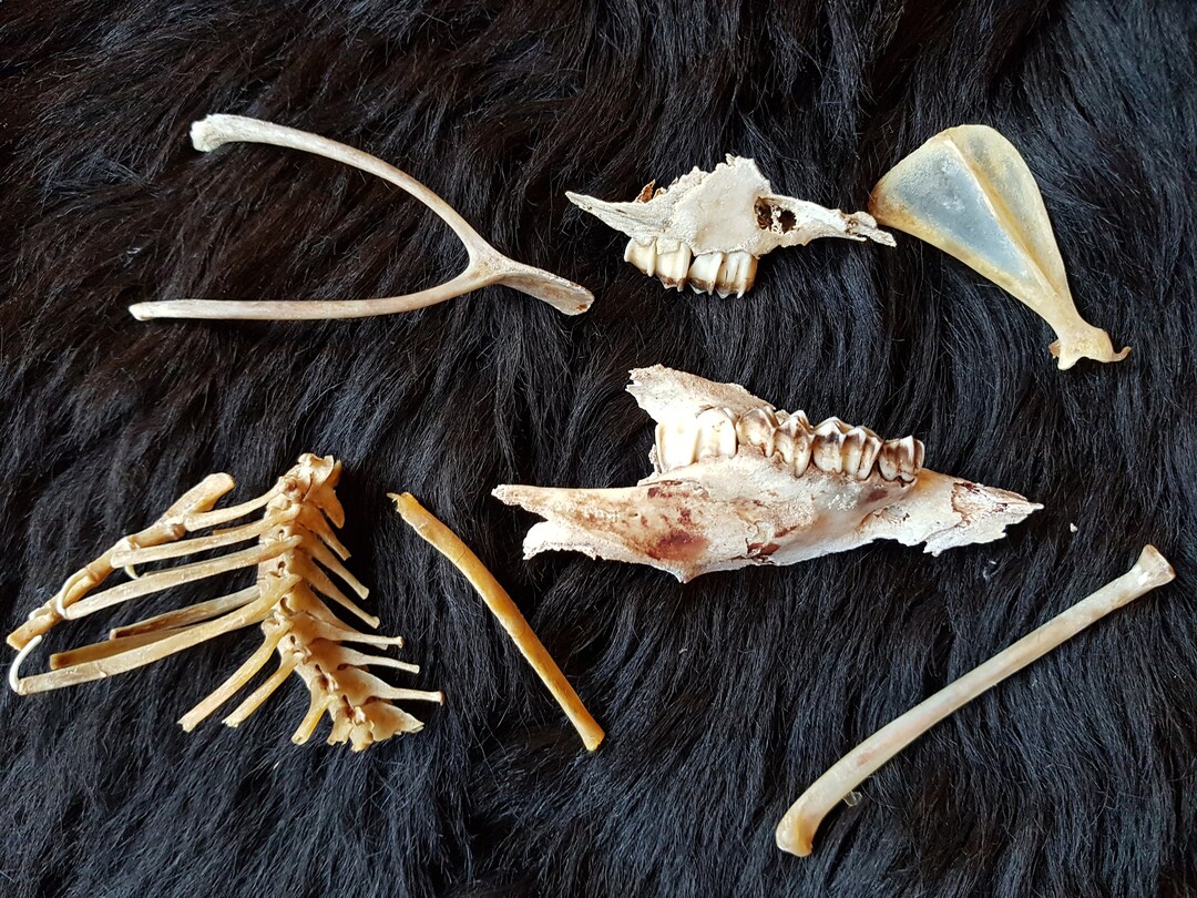 7 Bones 6-10 Cm Talismans Ritual Gothic Viking - Etsy