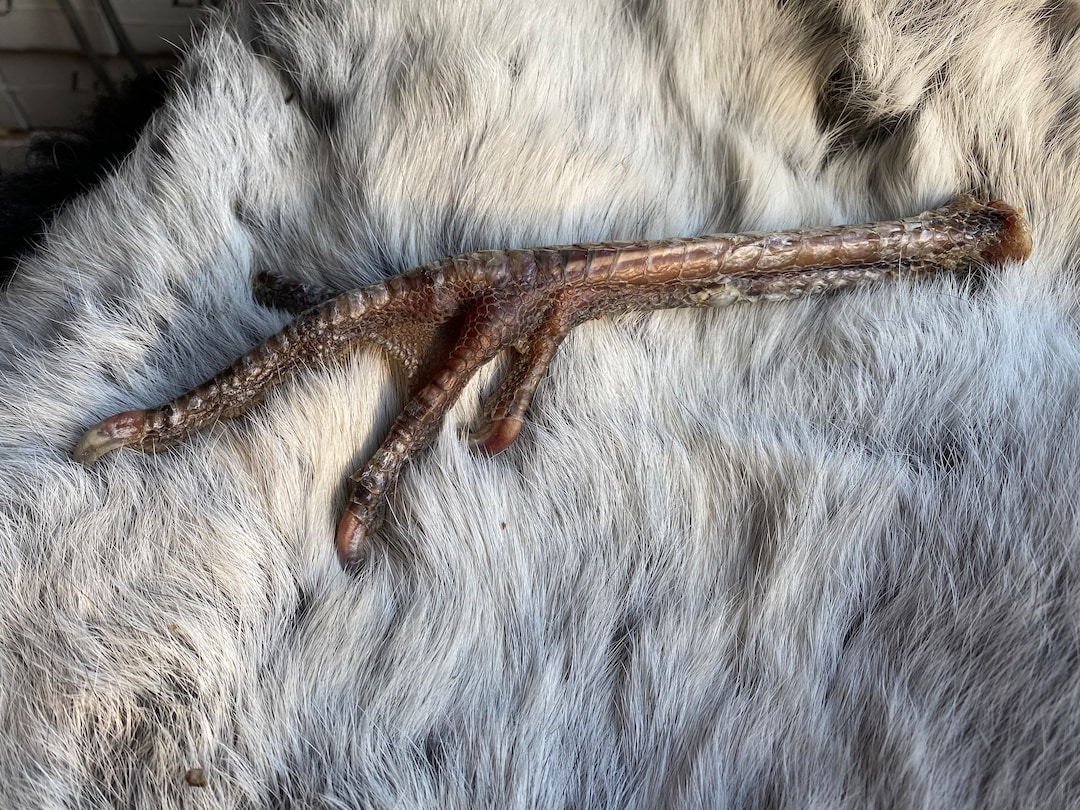 Single Turkey Foot 22cm Talisman Protection Voodoo Spiritual - Etsy UK