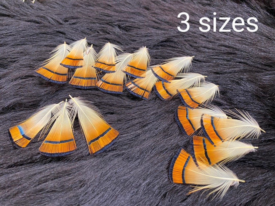 8/12 Feathers, 3-8 Cm, 3 Sizes! Golden Pheasant Feathers, Species ...