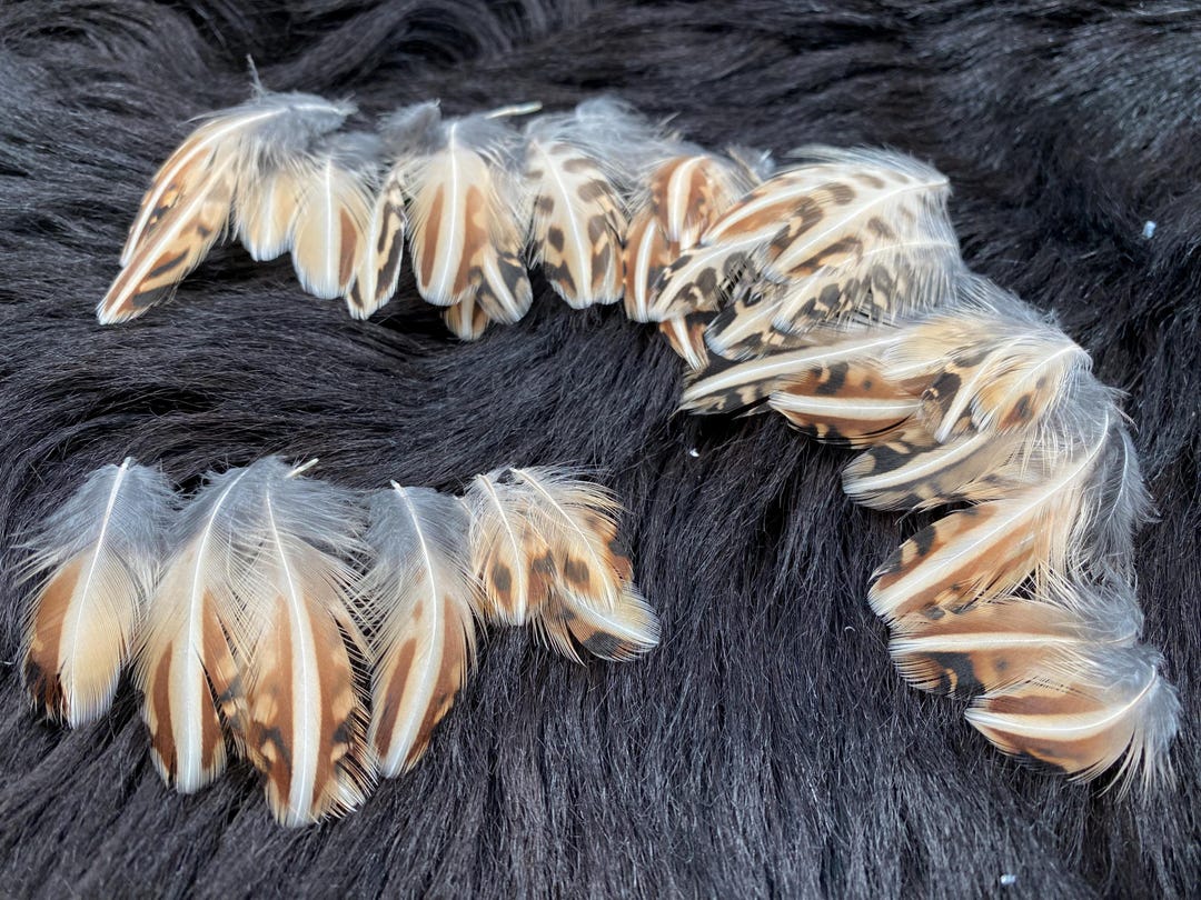 35 Mini Feathers, 1-4 Cm, Tiny Craft Feathers, Natural Indian Feathers ...
