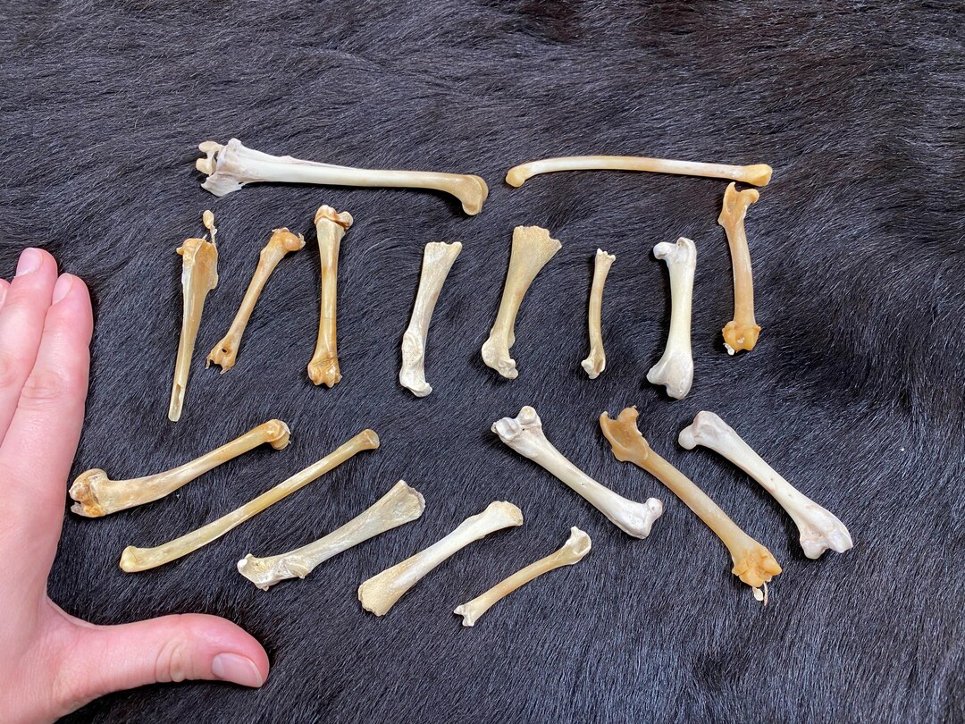 18 Bones, 5-11 Cm, Talismans, Ritual, Gothic, Viking, Vickinger, Wild ...