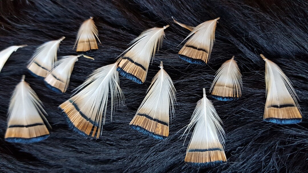 16 Feathers, 1-3 Cm, Golden Pheasant Neck Feathers, Feathers for Fly ...