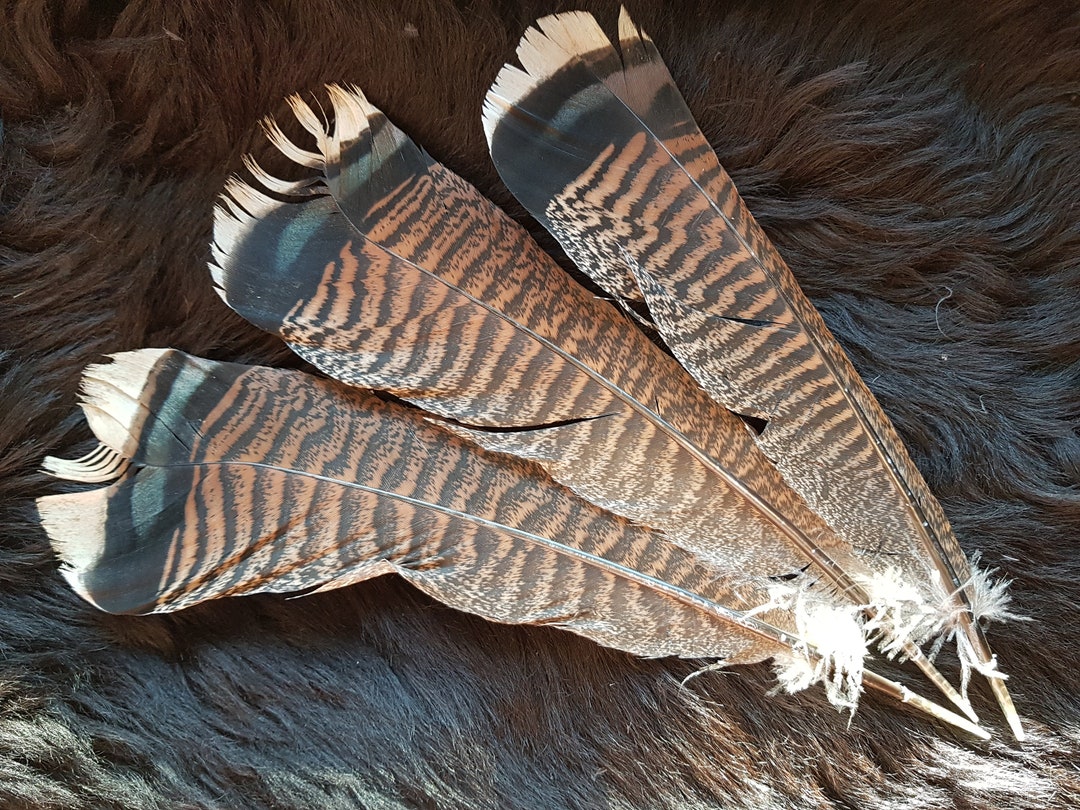 1 Feather, 27-32 Cm, Turkey Feather, Flight Feather, Turkey, Turkey ...