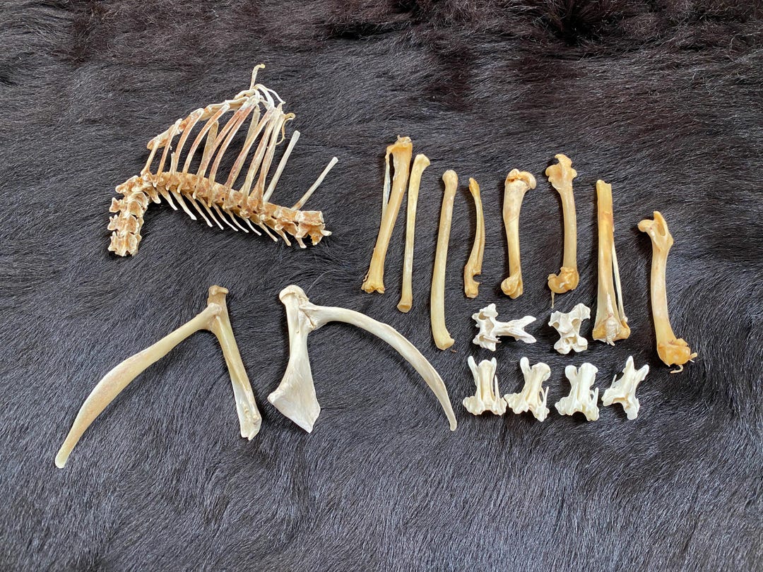 17 Bones, 2-11 Cm, Ethical Craft Bone Set, Talismans, Ritual, Gothic ...