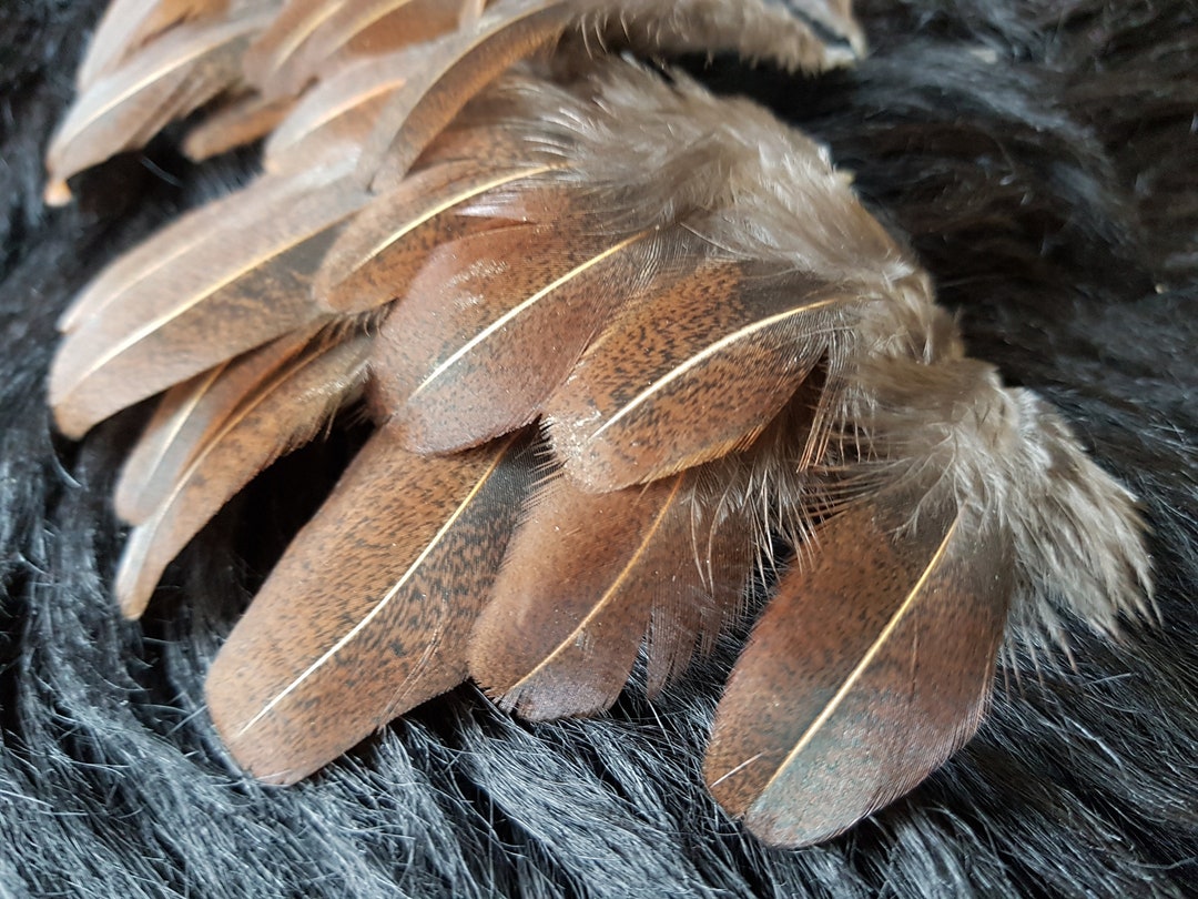 24 Feathers, 4-7 Cm, Partridge-colored Small Craft Feathers, Costume ...
