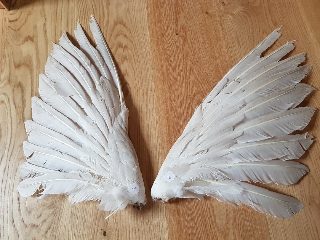 Wings/wings of the Goose, Wing Feathers Goose, Carnival, Carnival ...