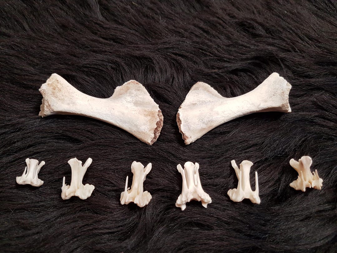 8 Bones, 2-8 Cm, Talismans, Ritual, Gothic, Viking, Vickinger, Wild ...