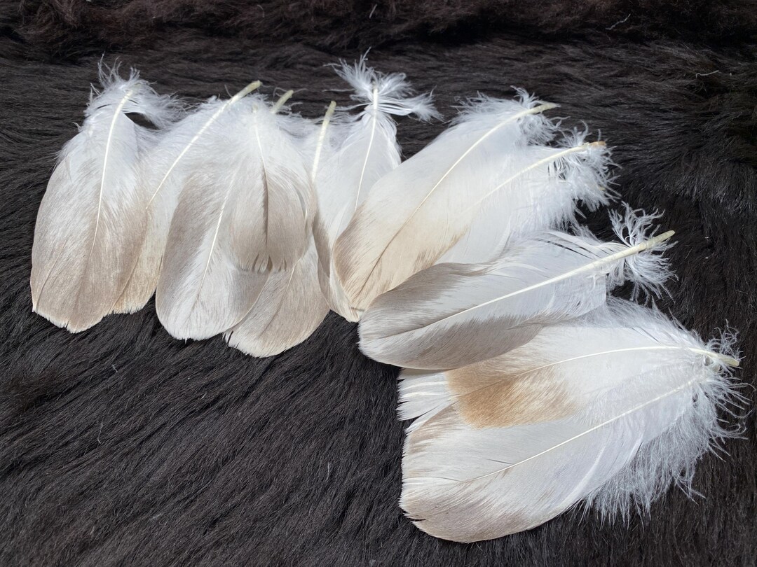 10 Feathers, 12-20 Cm, Spotted Craft Feathers, Chicken Feathers, Bird ...