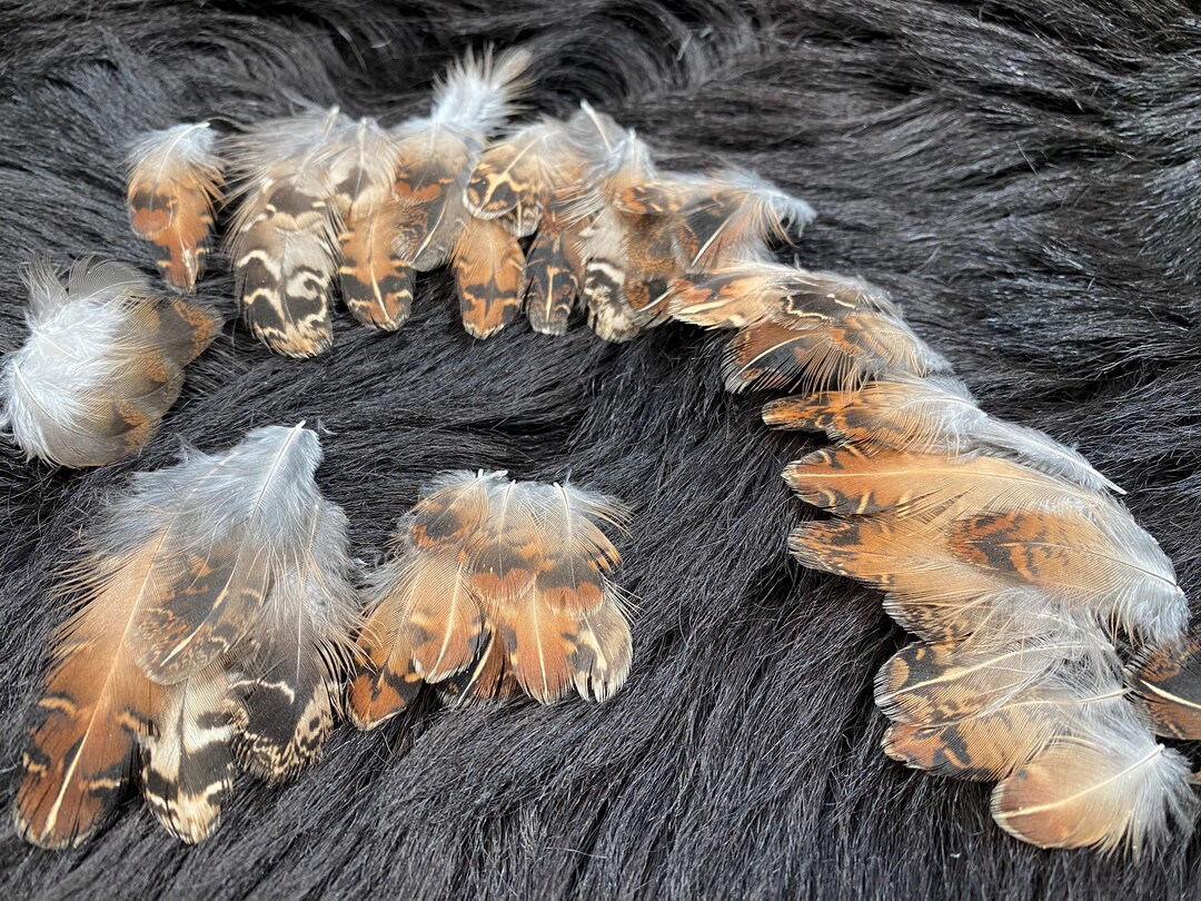 50 Mini Feathers, 1-5 Cm, Partridge-colored Bird Feathers, No Eagle ...