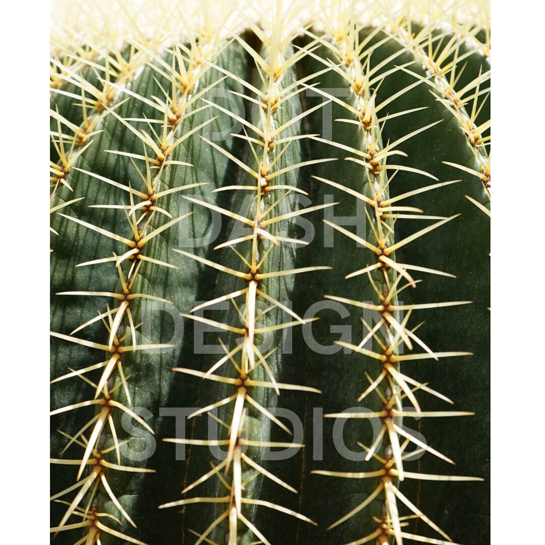 Barrel Cactus - Digital Download - Etsy