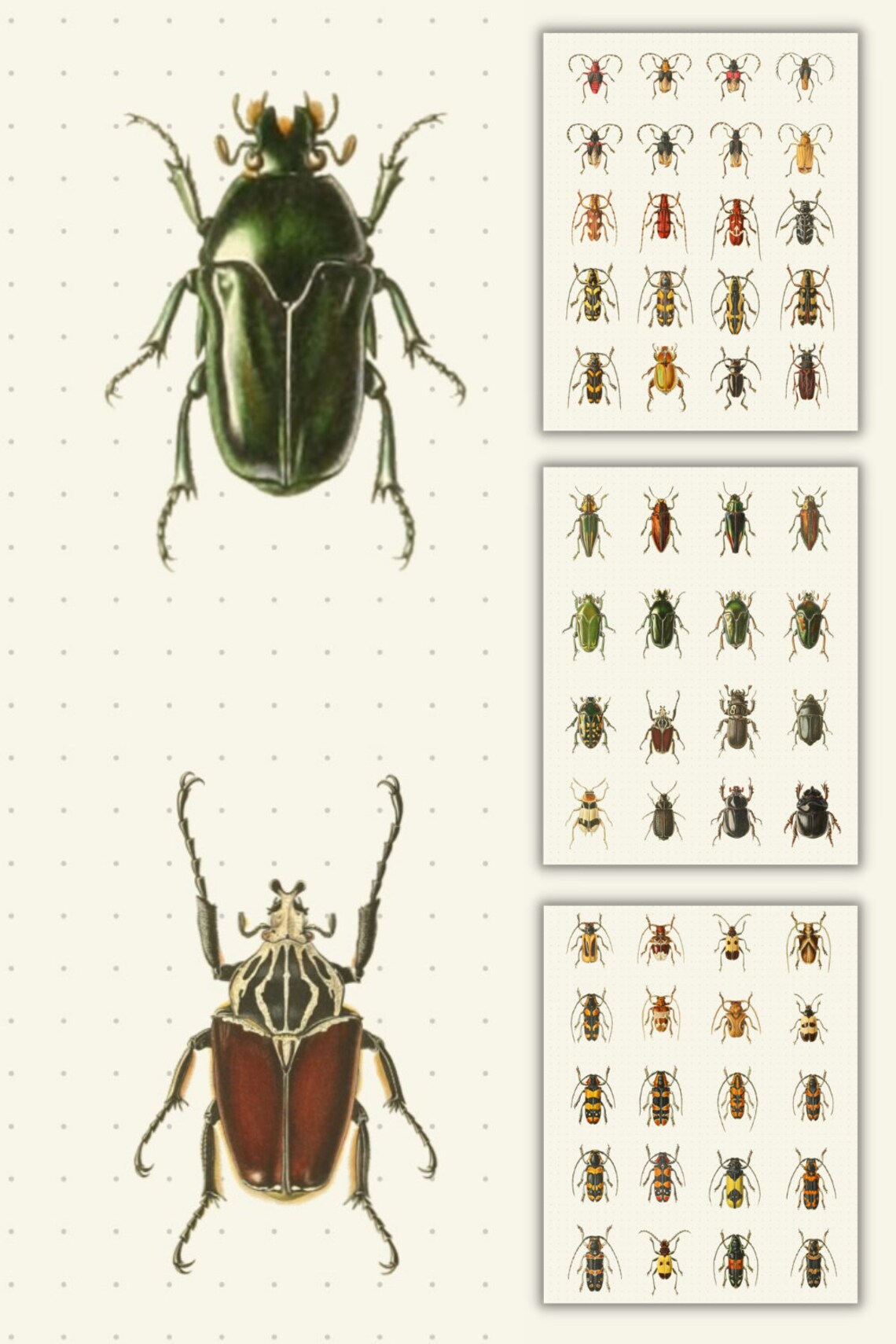 Beetles & Bugs Digital Stickers, Dark Academia Natural History ...