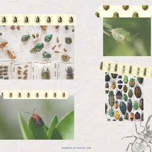 Beetles and Bugs Digital Washi Tape, Clip Art, Dark Academia, Vintage ...
