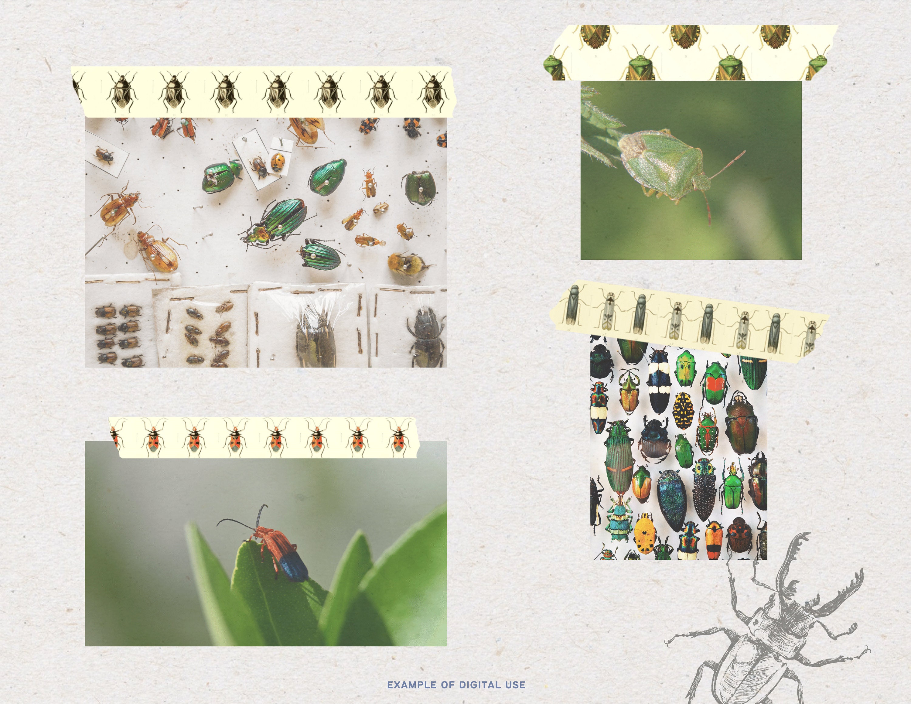 Beetles and Bugs Digital Washi Tape, Clip Art, Dark Academia, Vintage ...
