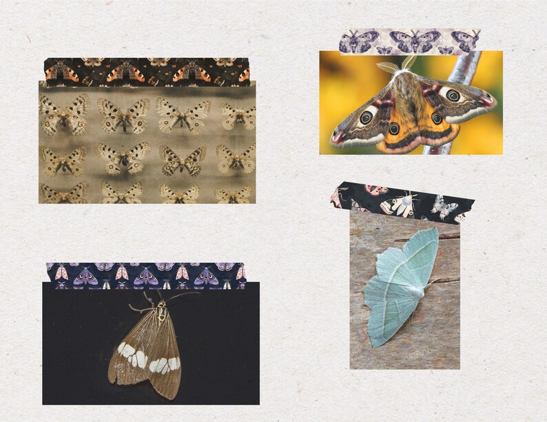 Moth and Butterfly Washi Tape, Digital Washi Tape, Vintage Washis ...