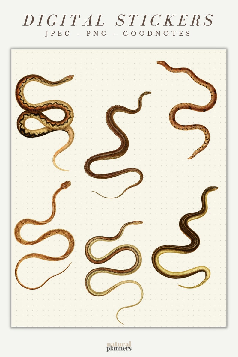 Snake Stickers Digital Stickers Dark Academia Natural - Etsy
