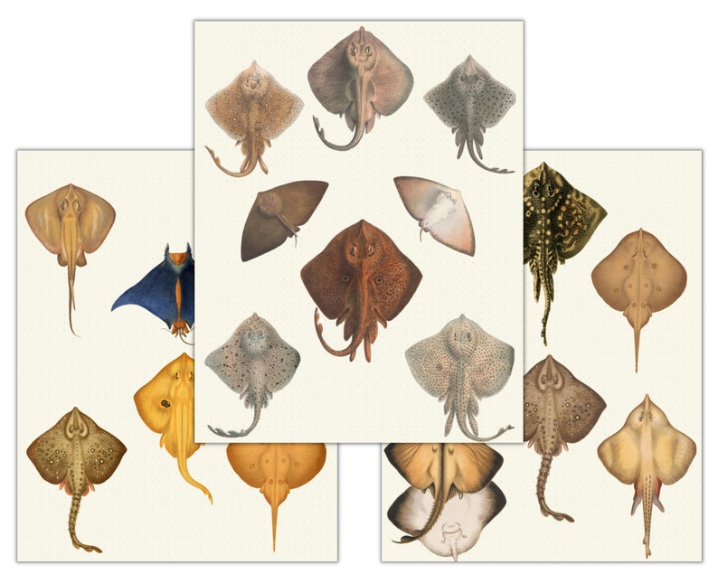 Stingray Digital Stickers, Natural History Illustrations Sea Creatures ...