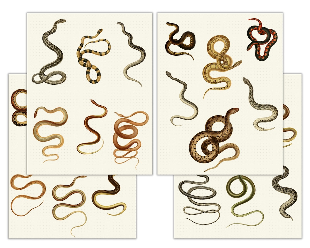 Snake Stickers, Digital Stickers, Dark Academia Natural History ...