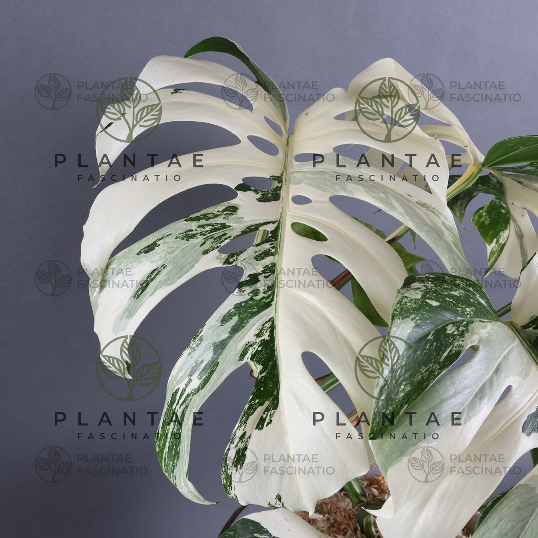 Monstera Albo Borsigiana White Tiger Deliciosa Variegated - Etsy