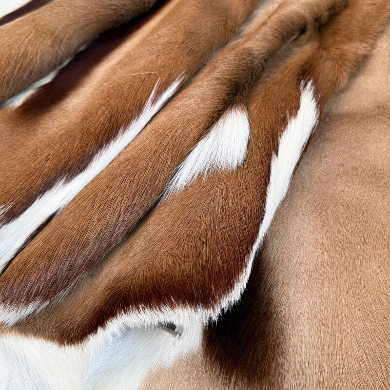 Springbok Hide - Etsy