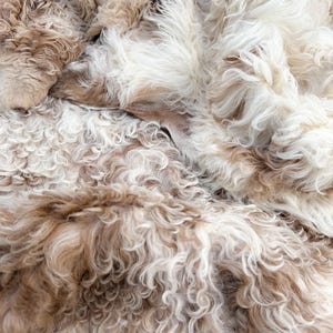 Genuine Tigrados Sheepskin - Curly Light Brown - Perfect for Home Decor ...