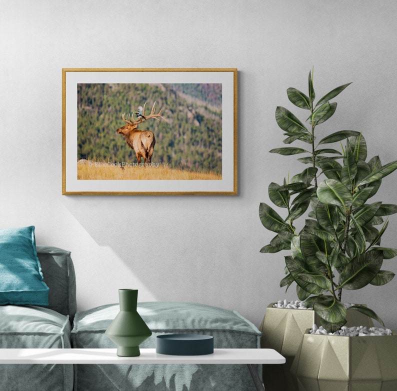 Rocky Mountain Elk and Magpie Photo - Colorado Wildlife (digital ...