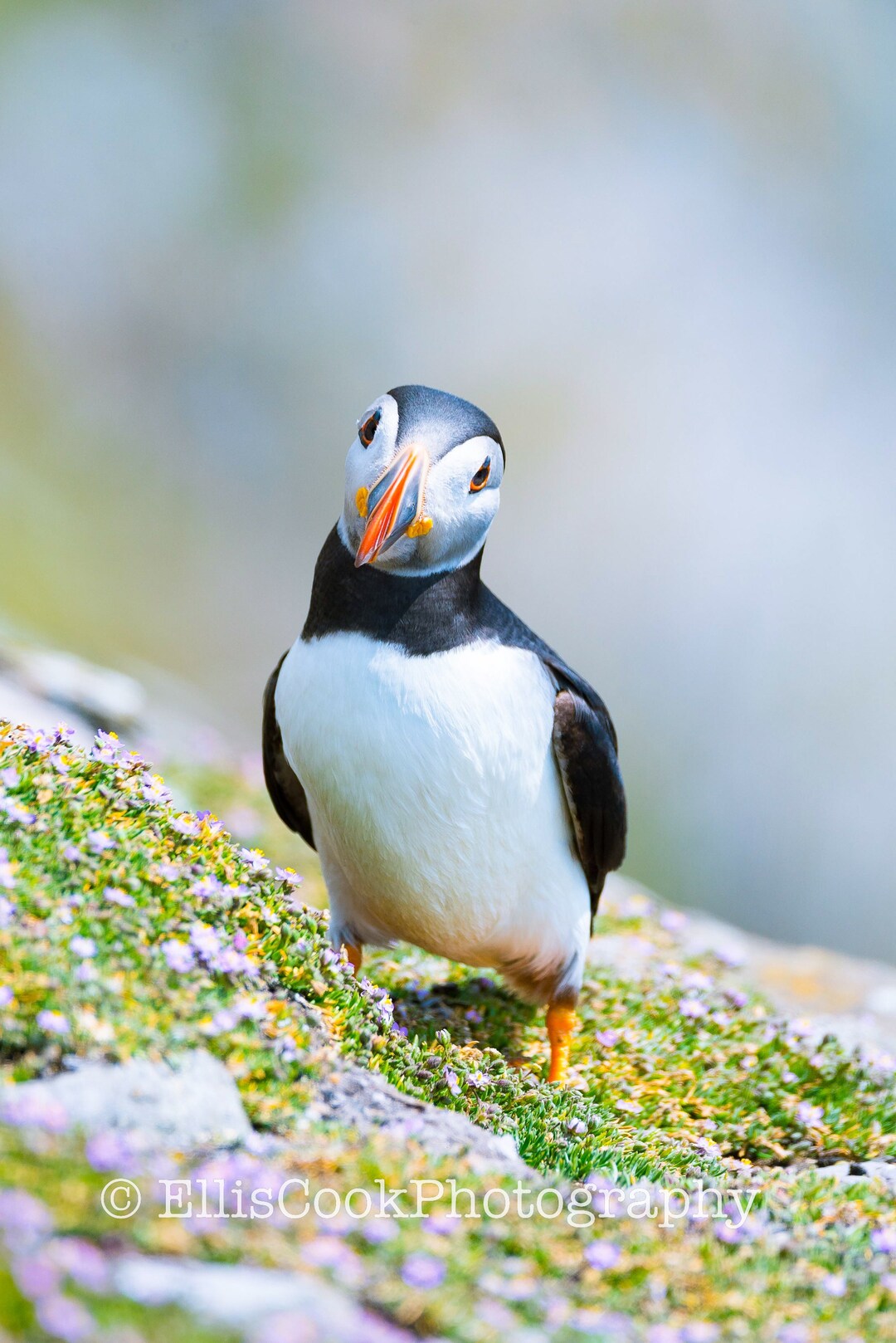 Atlantic Puffin Portrait - Skellig Michael, Ireland | Fine Art ...