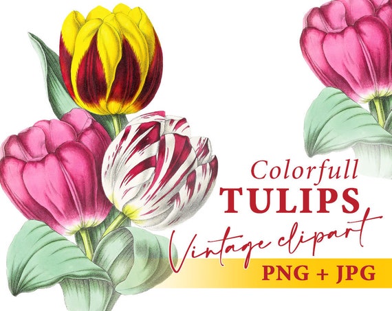 Vintage Tulip Flowers Clipart Pink Flower Illustration | Etsy