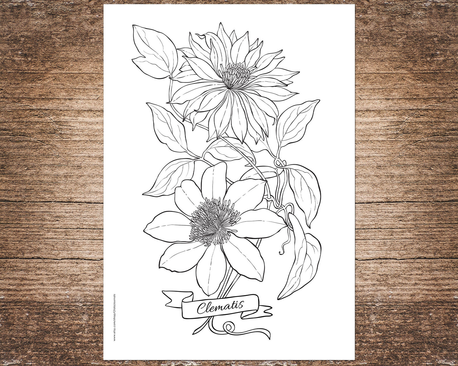Clematis Flowers Coloring Page Printable Adult Floral - Etsy