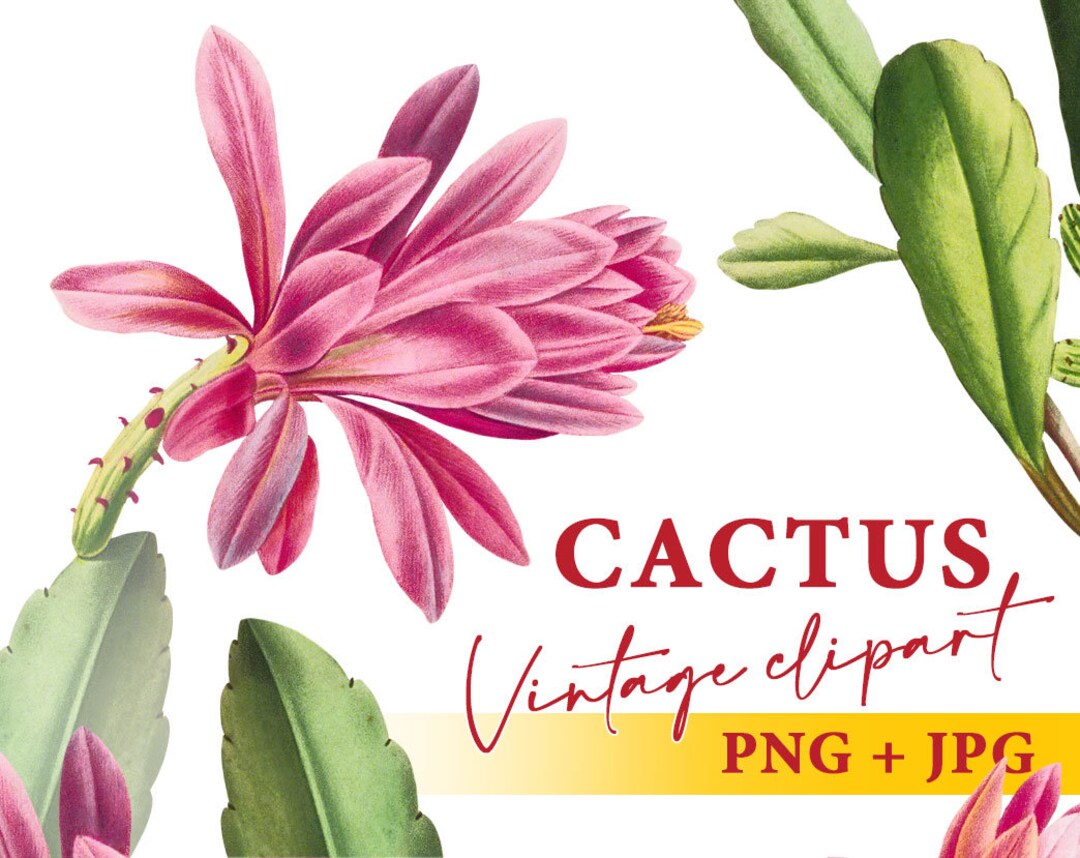 Vintage Cactus With Pink Flowers Clipart, Transparent Background PNG ...