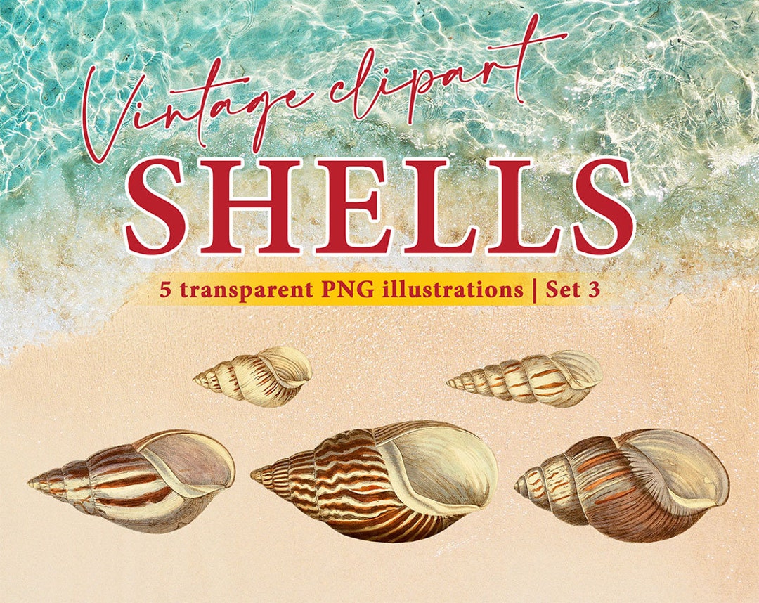 Vintage Shells PNG / Set 3, Transparent Background Clipart, Sea Shell ...