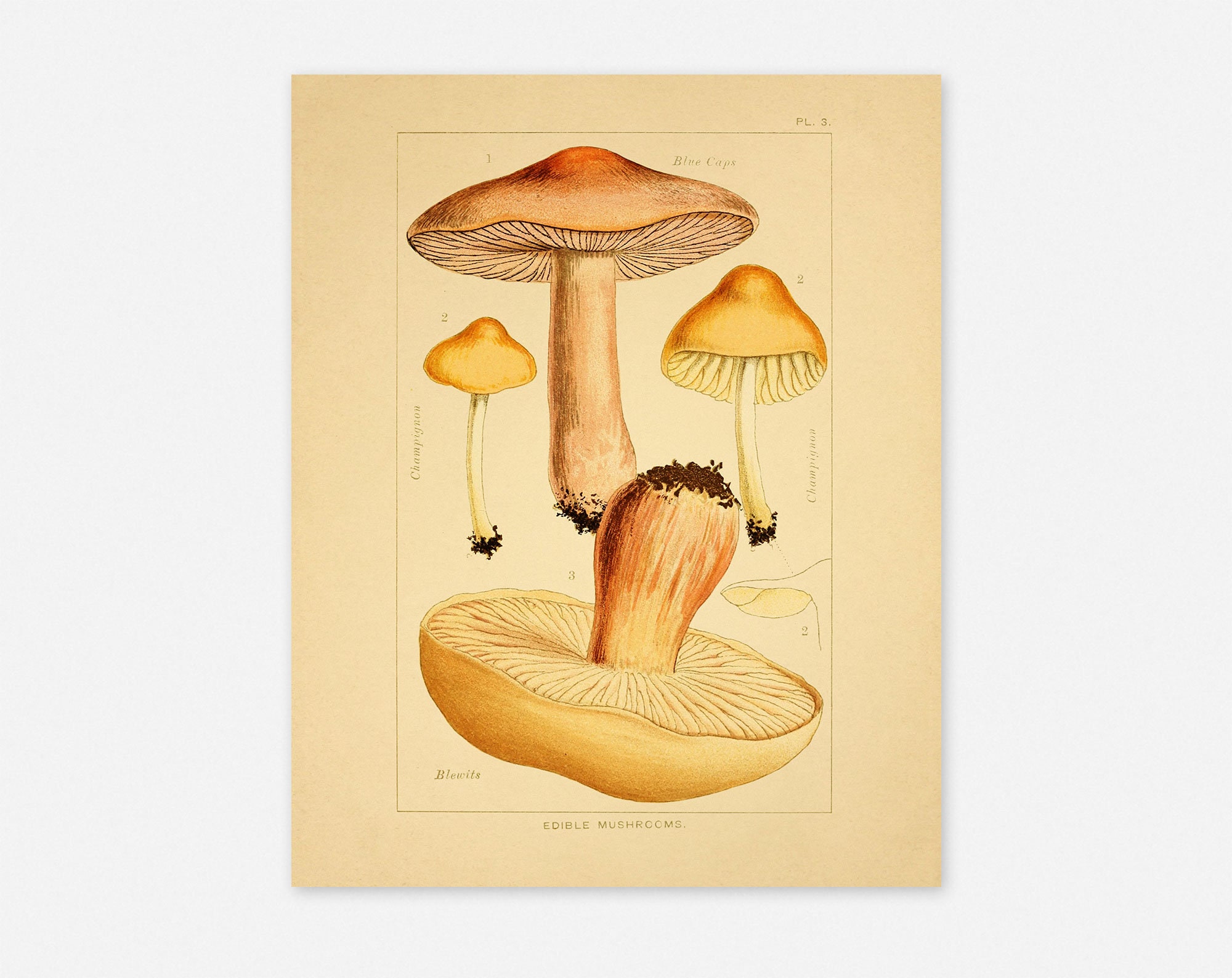 Vintage Edible Mushroom Print Printable Wall Art Decor - Etsy