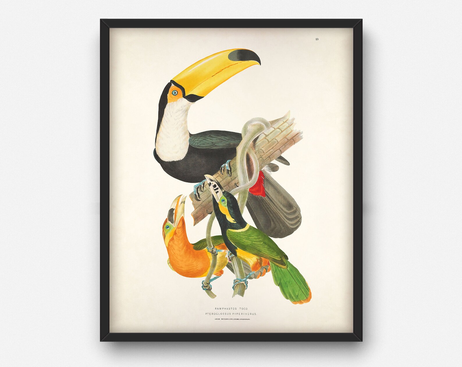 Vintage Toucan Print Printable Wall Art for Living Room - Etsy
