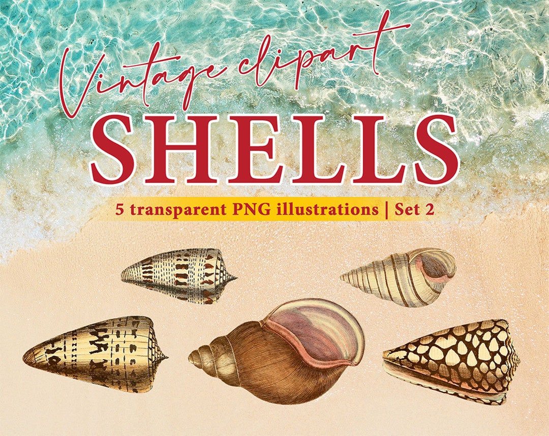 Vintage Shells PNG / Set 2, Transparent Background Clipart, Sea Shell ...
