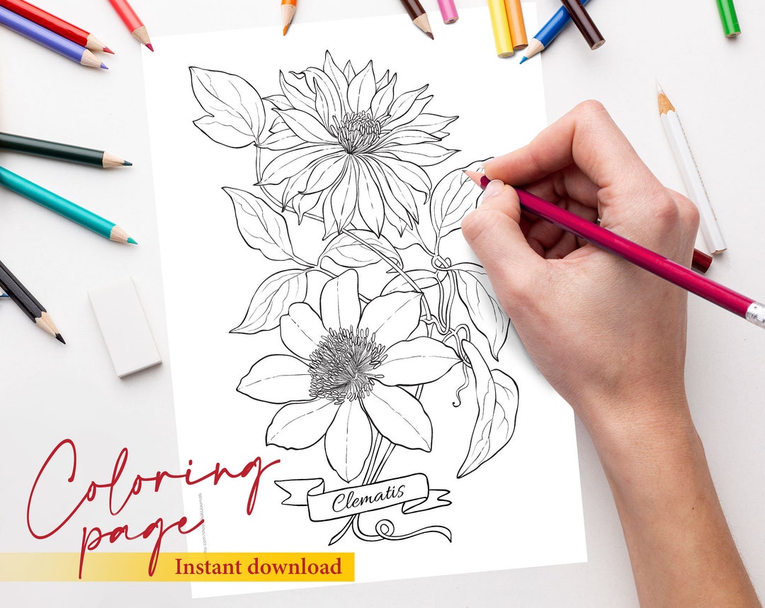 Clematis Flowers Coloring Page, Printable Adult Floral Coloring ...