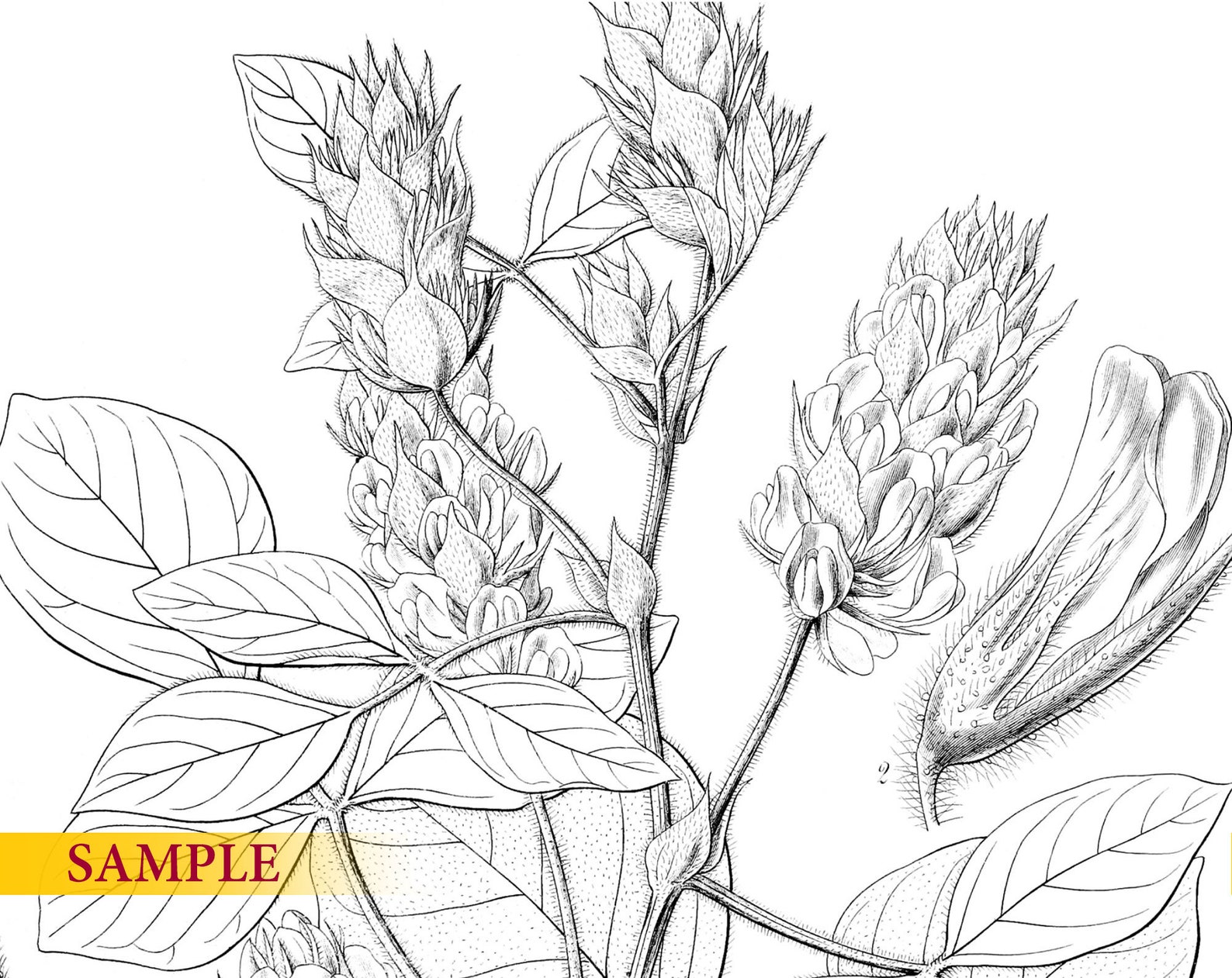 BOTANICA Vintage Coloring Pages Book 3 / Coloring Pages for | Etsy