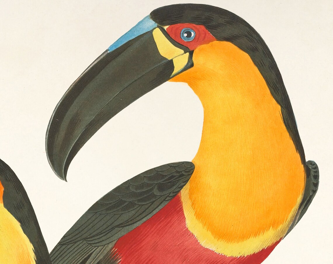 Vintage Toucan Print Printable Wall Art for Living Room - Etsy
