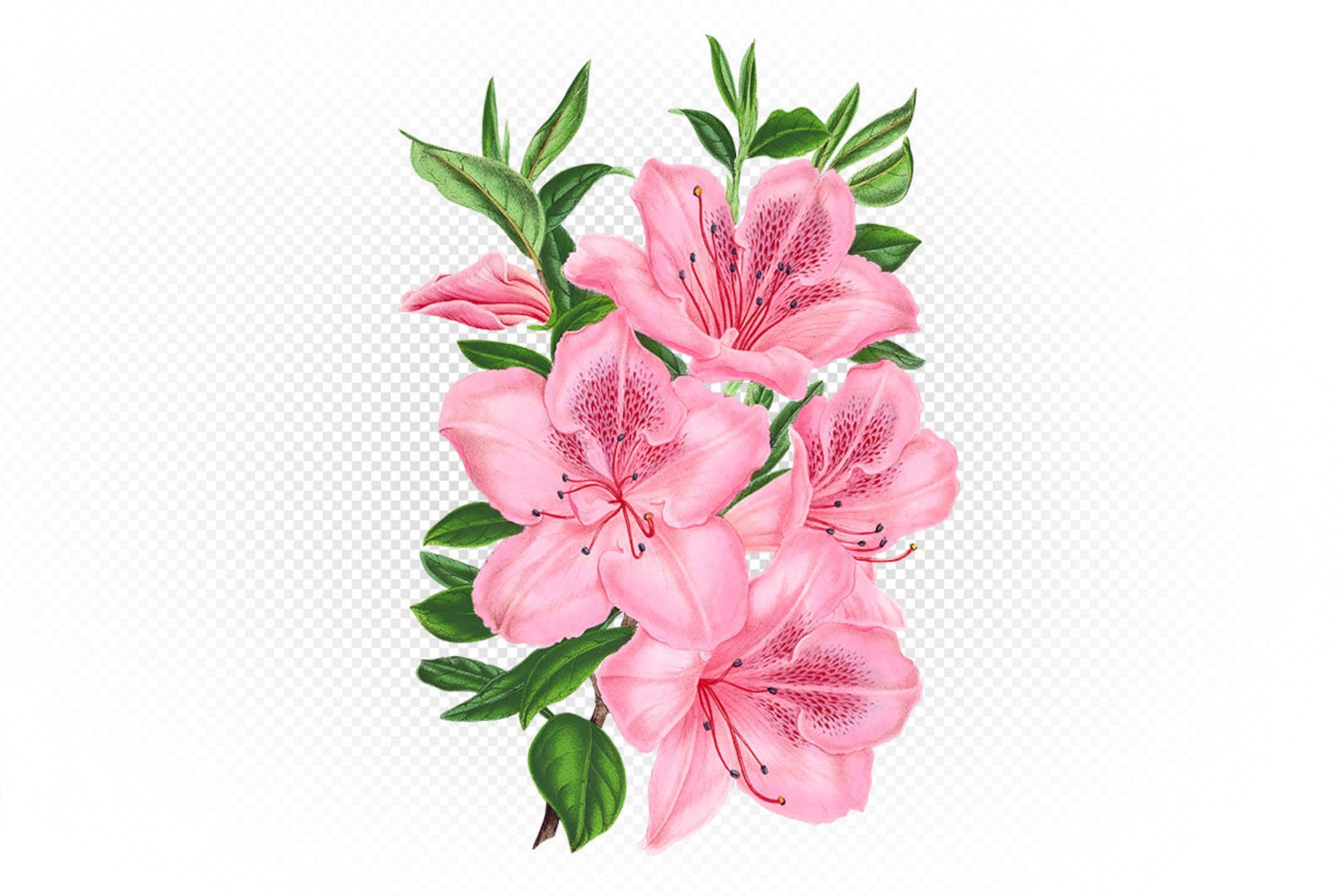 Vintage Azalea Branch Clipart, Transparent Background PNG, Commercial ...