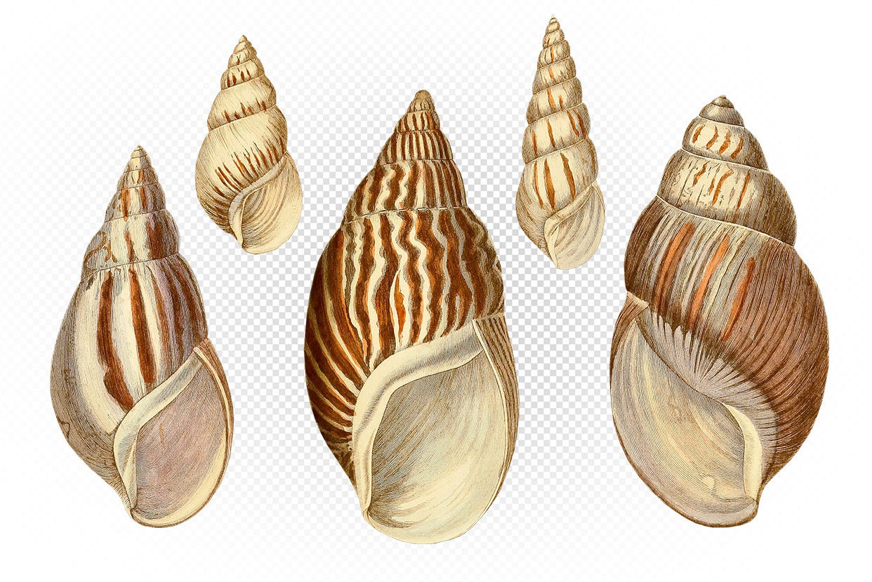 Vintage Shells PNG / Set 3 Transparent Background Clipart - Etsy
