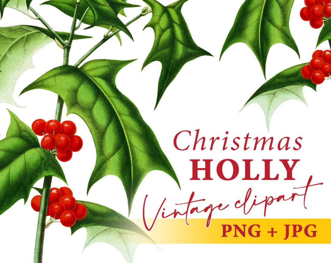 Vintage Christmas Holly Plant Clipart, Transparent Background PNG ...