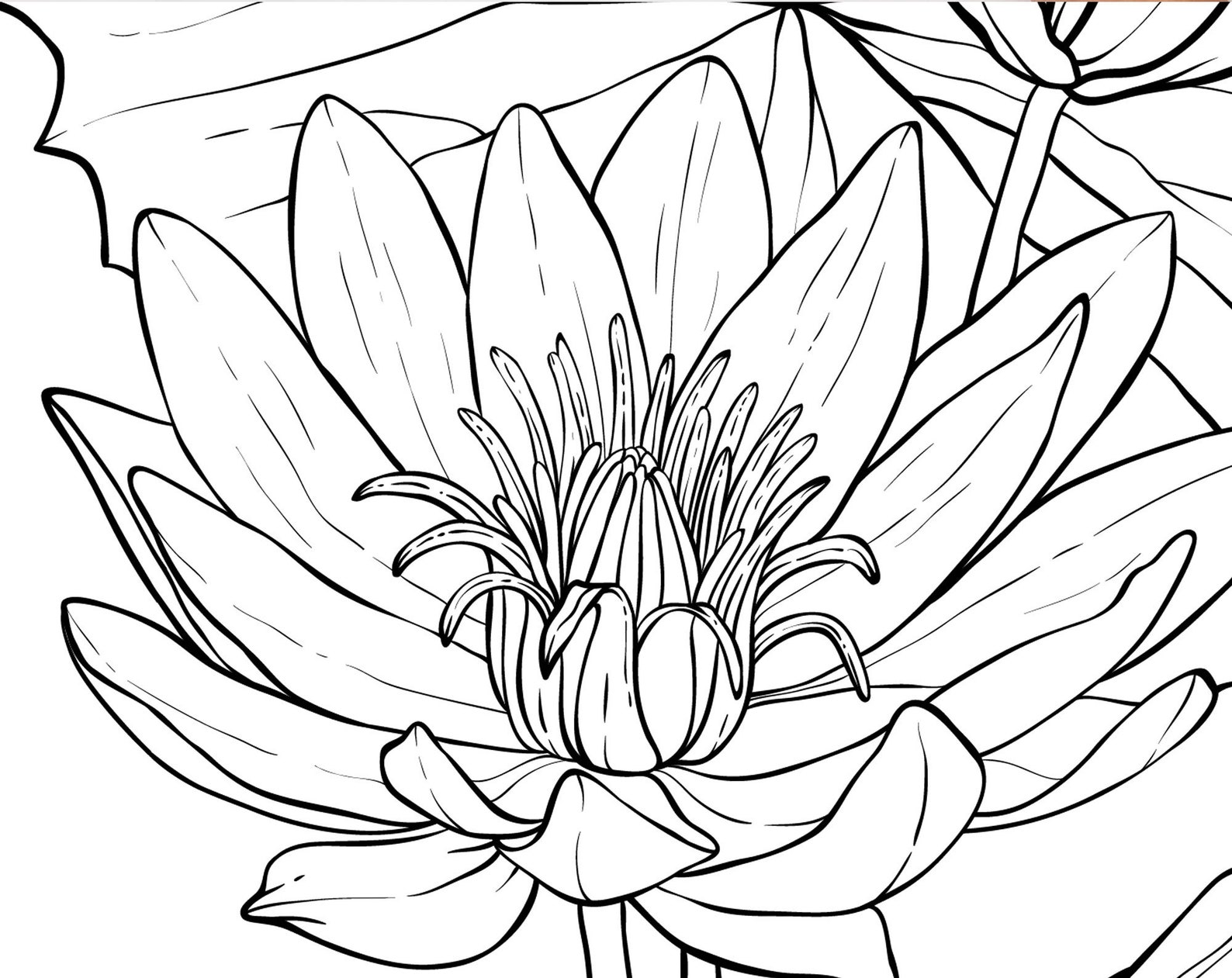 Water Lily Flower Coloring Page, Printable Adult Floral Coloring ...