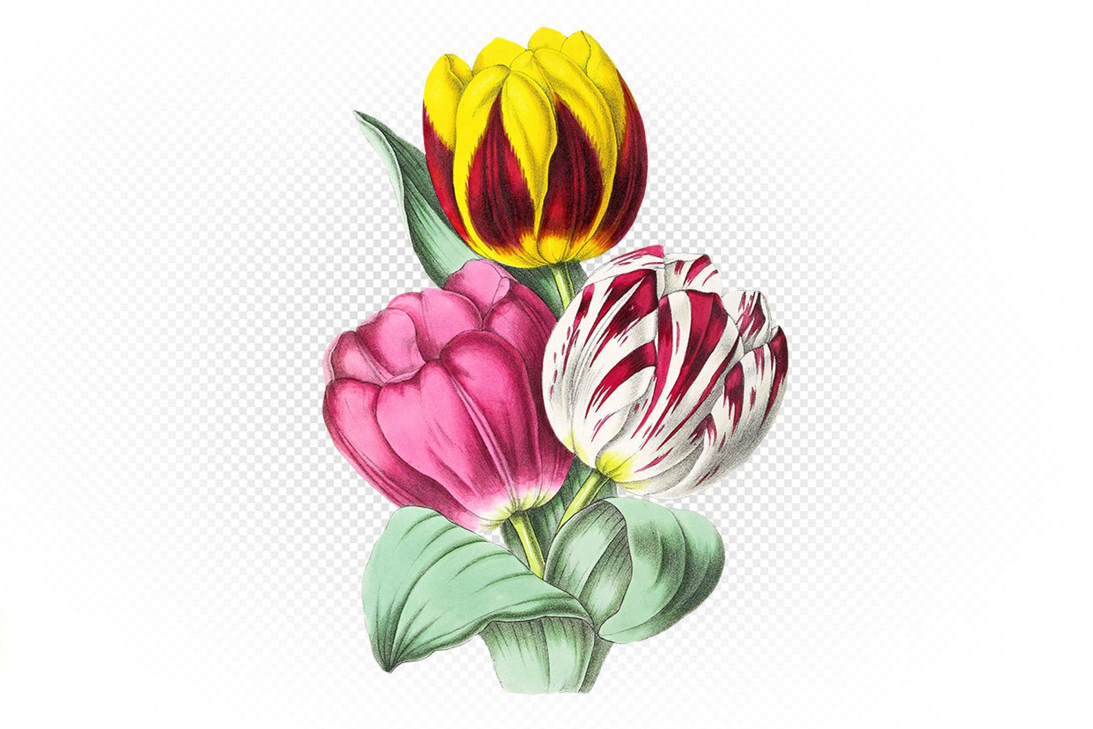 Vintage Tulip Flowers Clipart Pink Flower Illustration | Etsy