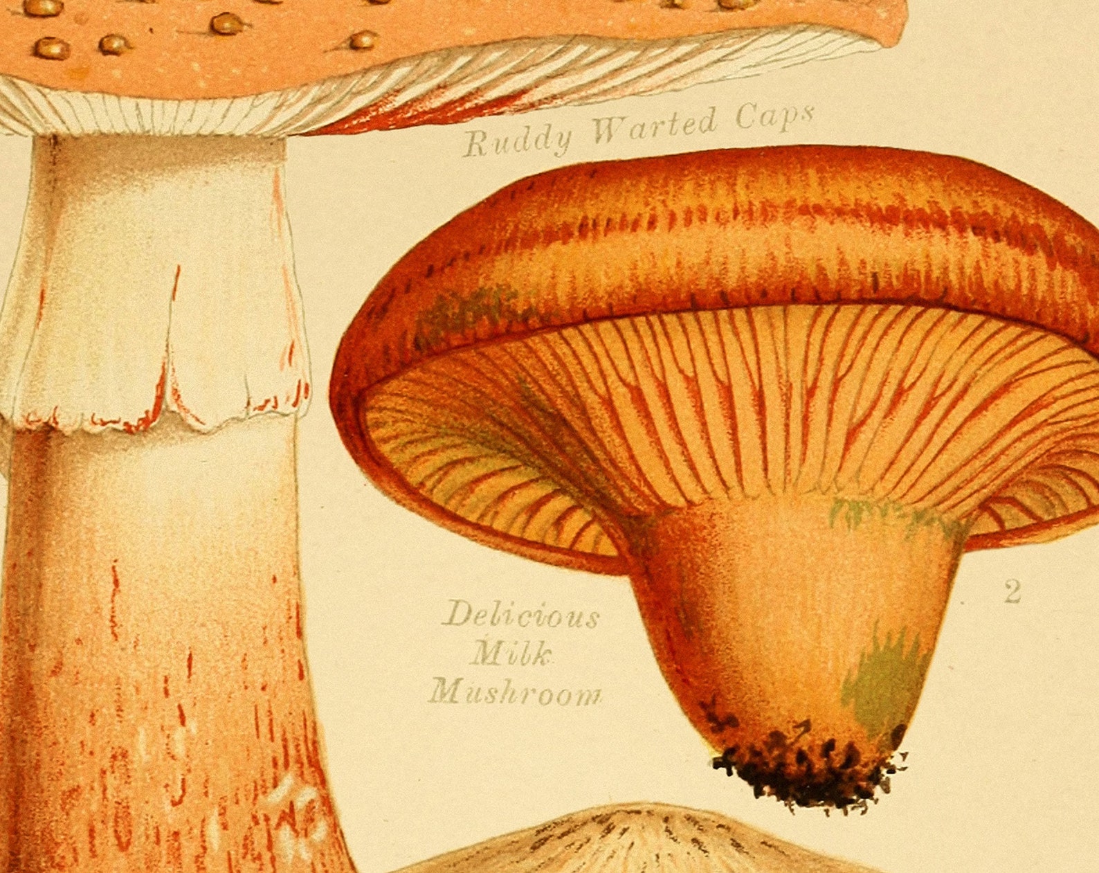 Vintage edible mushroom print Printable wall art decor | Etsy