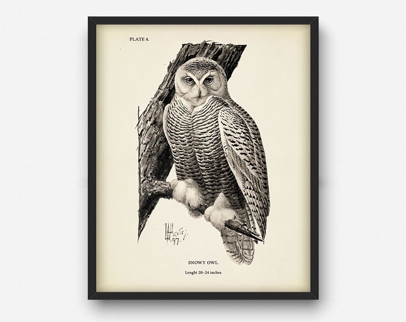 Vintage Snowy Owl Print INSTANT DOWNLOAD, Printable Wall Decor ...