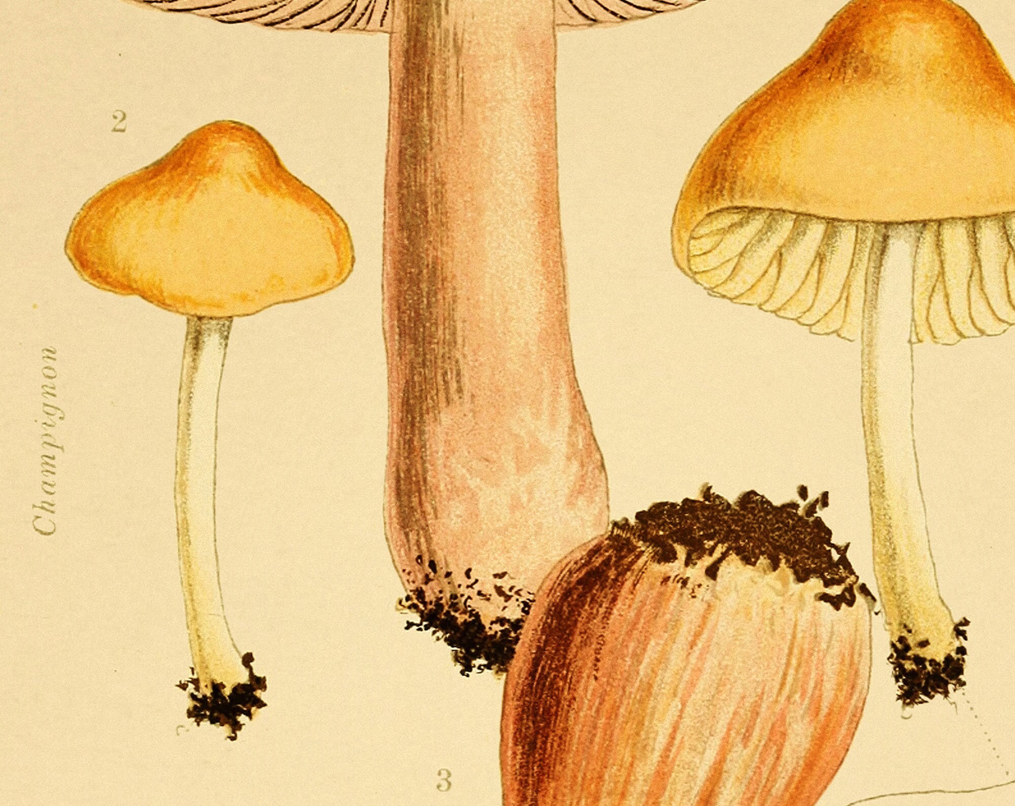Vintage Edible Mushroom Print Printable Wall Art Decor | Etsy